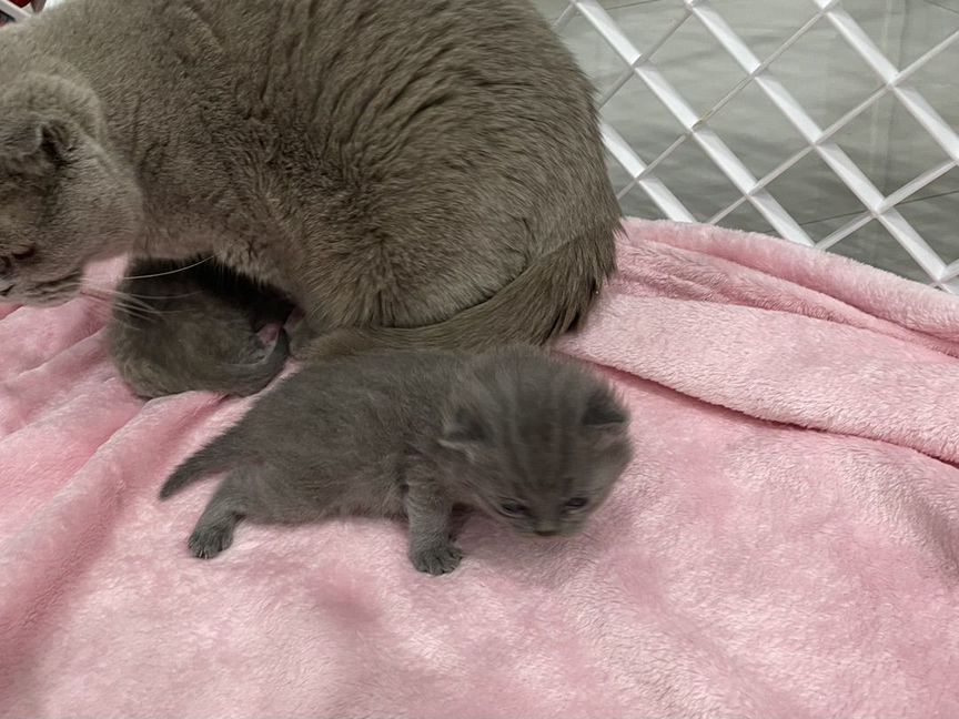 Британские котята мальчики толстяки