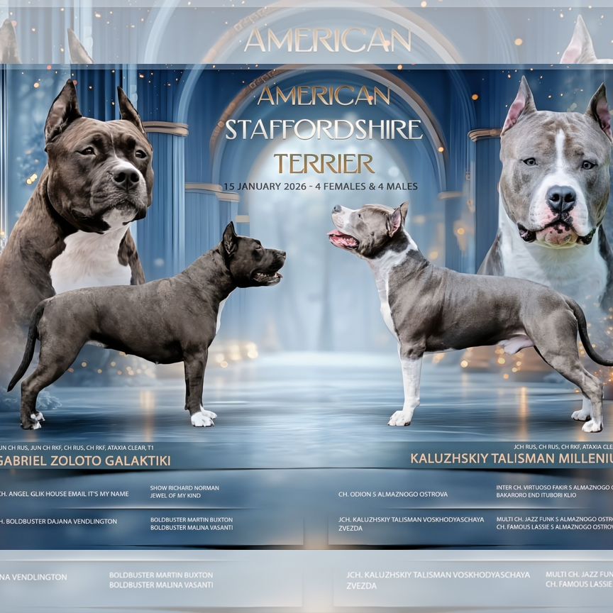 Американский стаффордширский терьер, щенок