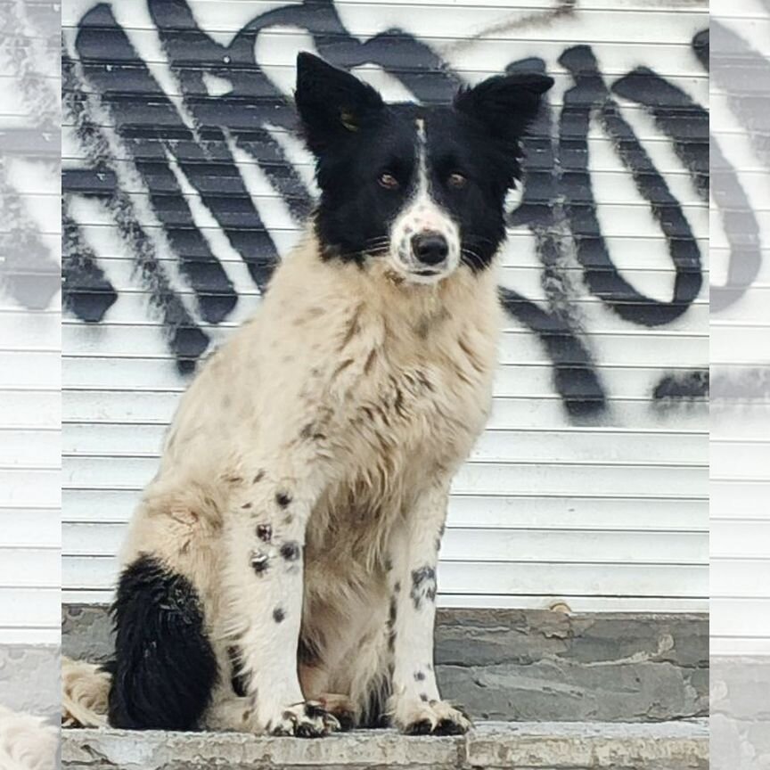 Взрослая собака в добрые руки