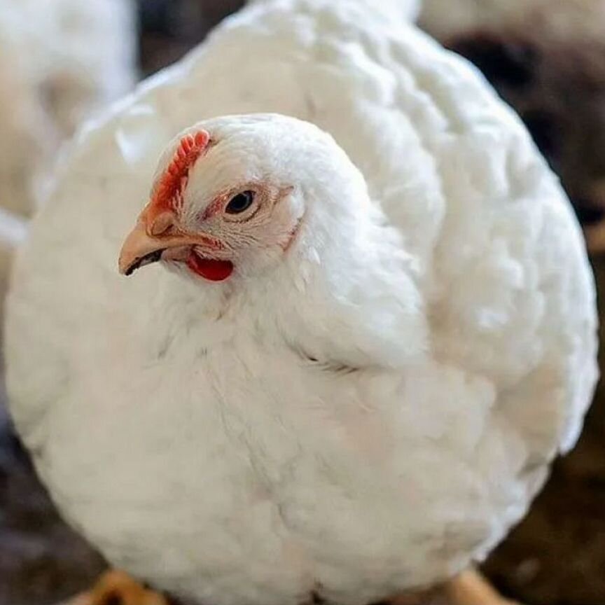 Куры бройлеры живым весом