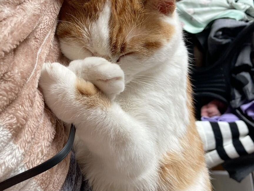 Рыжая кошечка