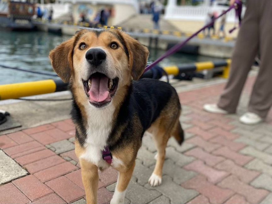 Друг детей семейная собака в добрые руки ищет дом