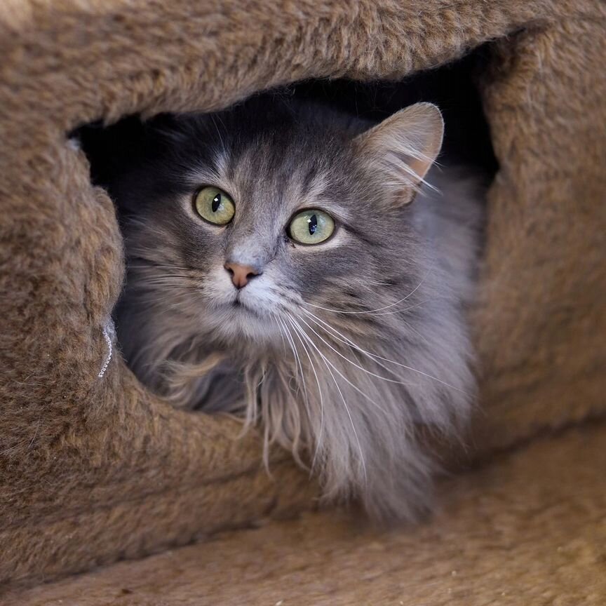 Кот Серж ищет дом