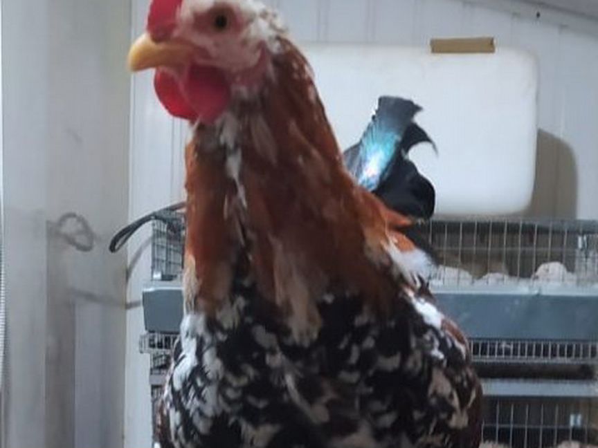 Молодые петухи