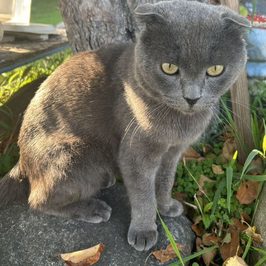 Котик в добрые руки