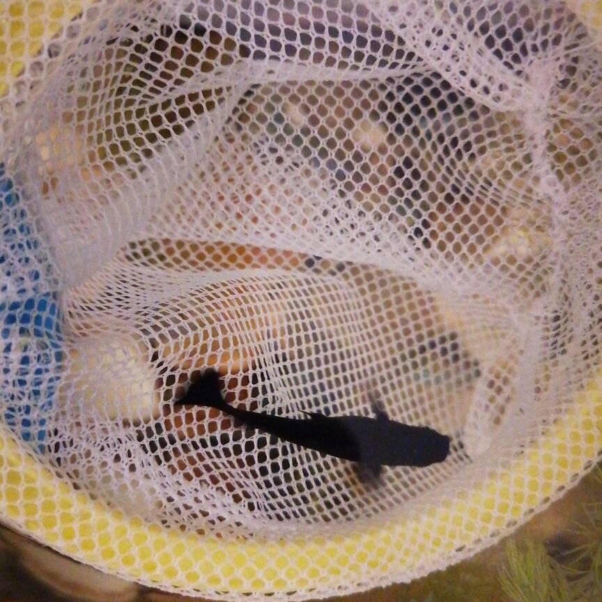 Отдам бесплатно или за киндер