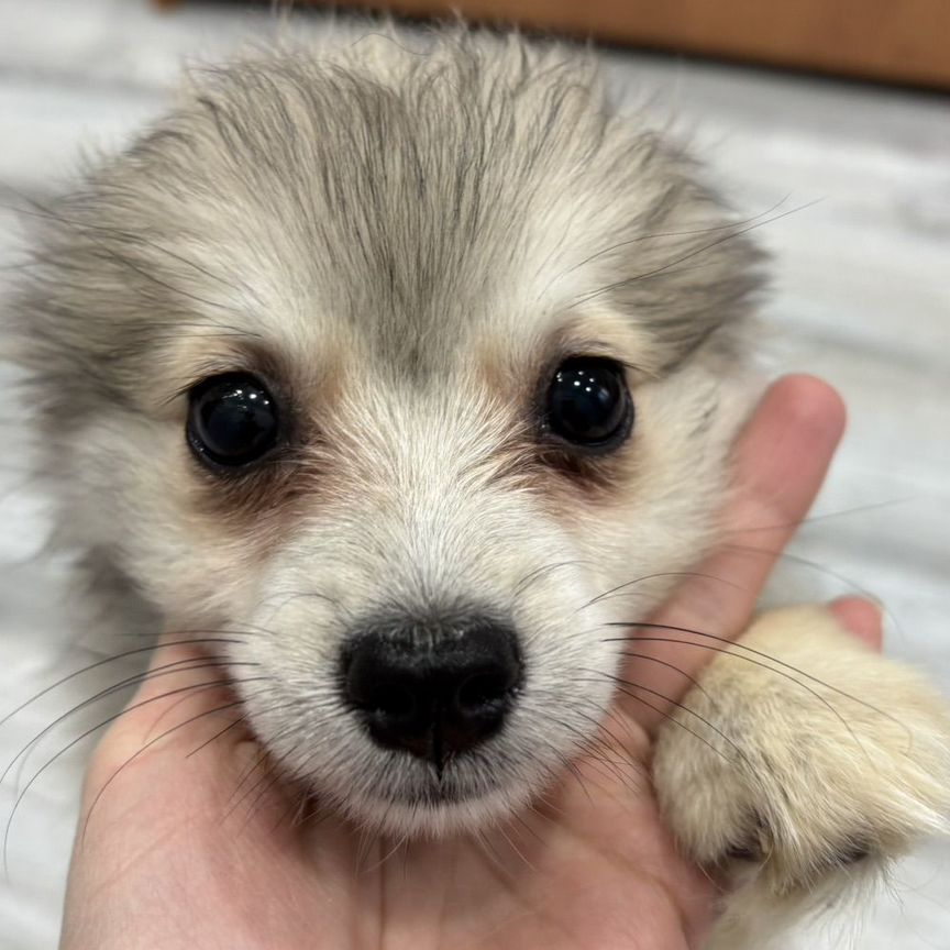 Померанский шпиц, щенок