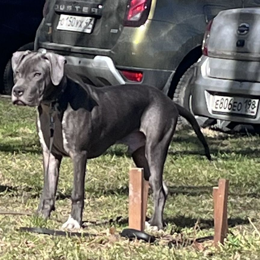 Американский стаффордширский терьер, щенок