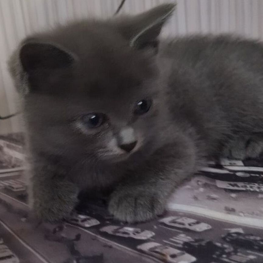 Шотландские вислоухие котята серые