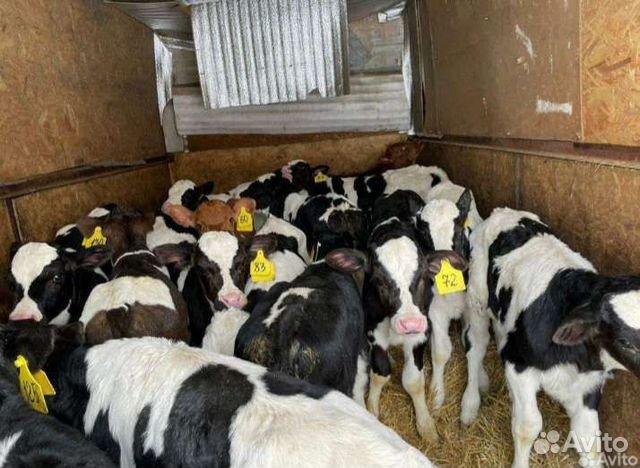 Бычки телята