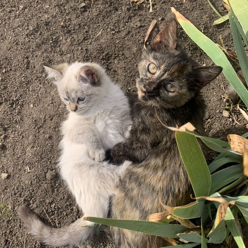 Котята в добрые руки бесплатно