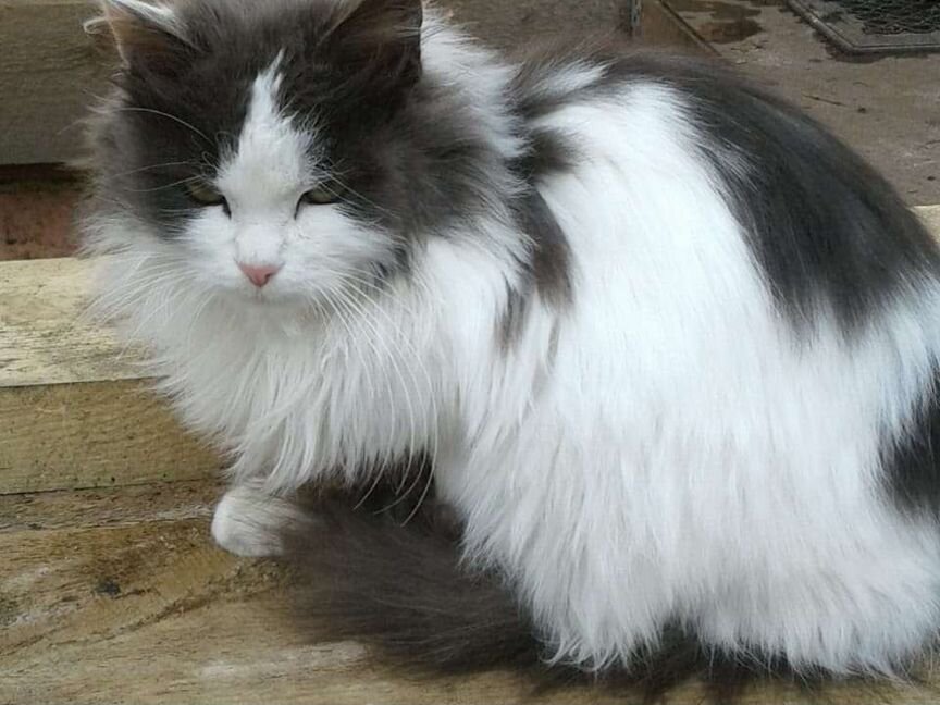 Кошка в дар бесплатно