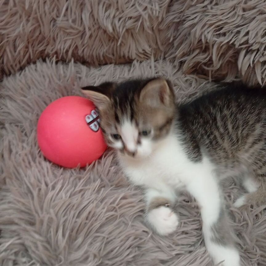 Котята в добрые руки бесплатно мальчик