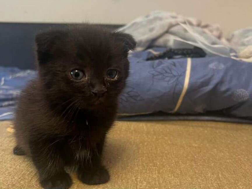 Кошки в добрые руки породистые