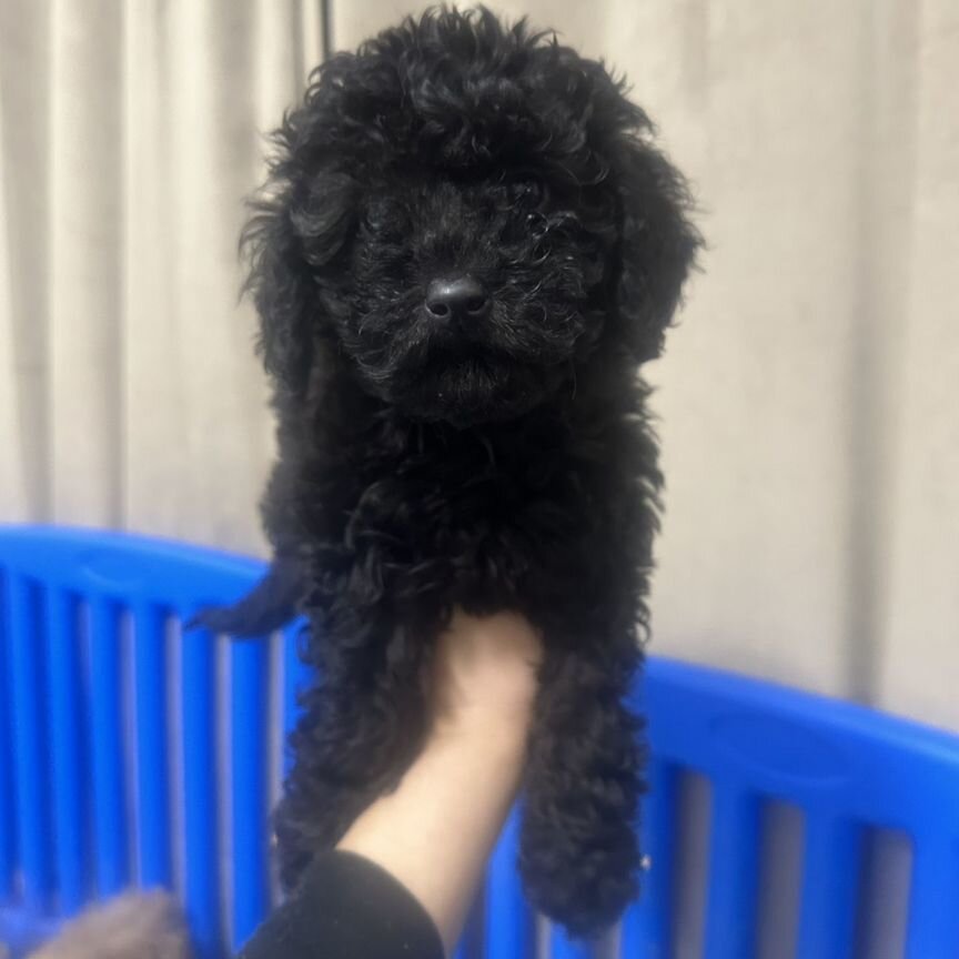 Той-пудель, щенок