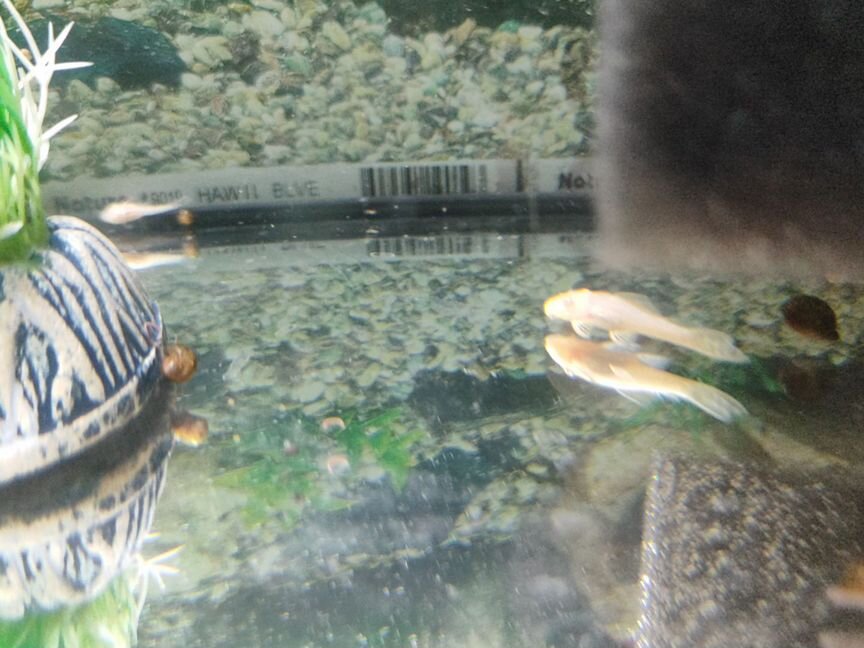 Анциструс золотой