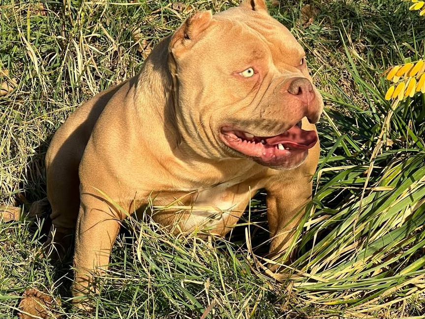 Американские булли