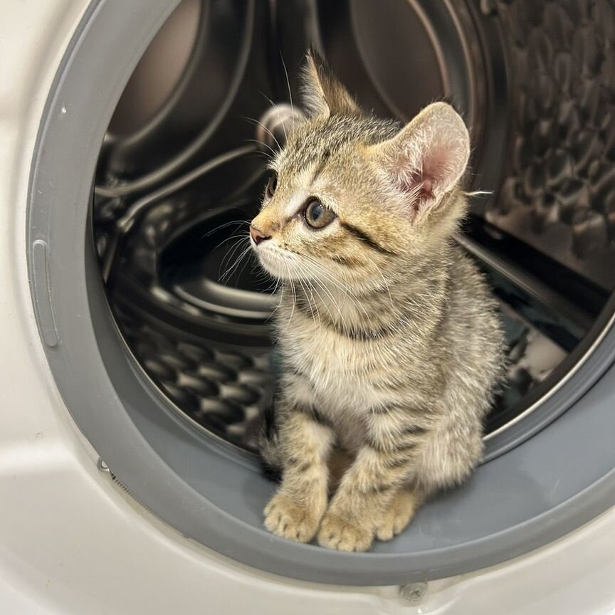 Котенок Аляска