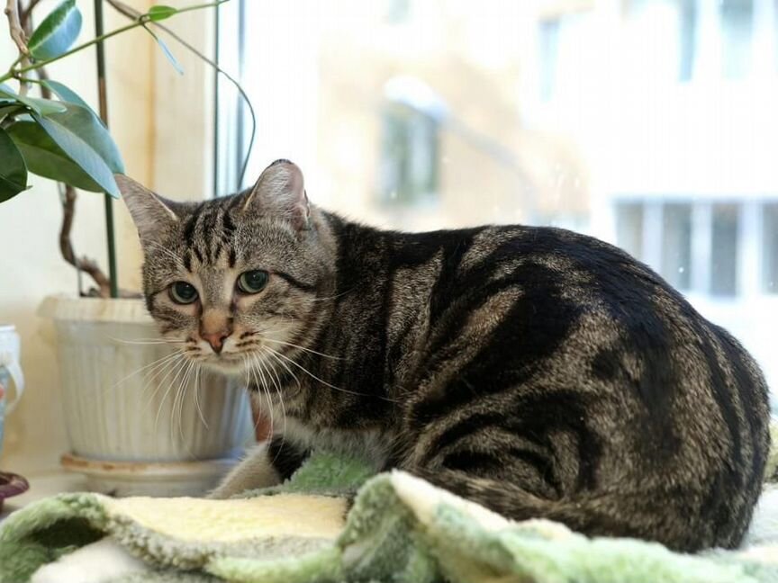 Котик с грустными глазками