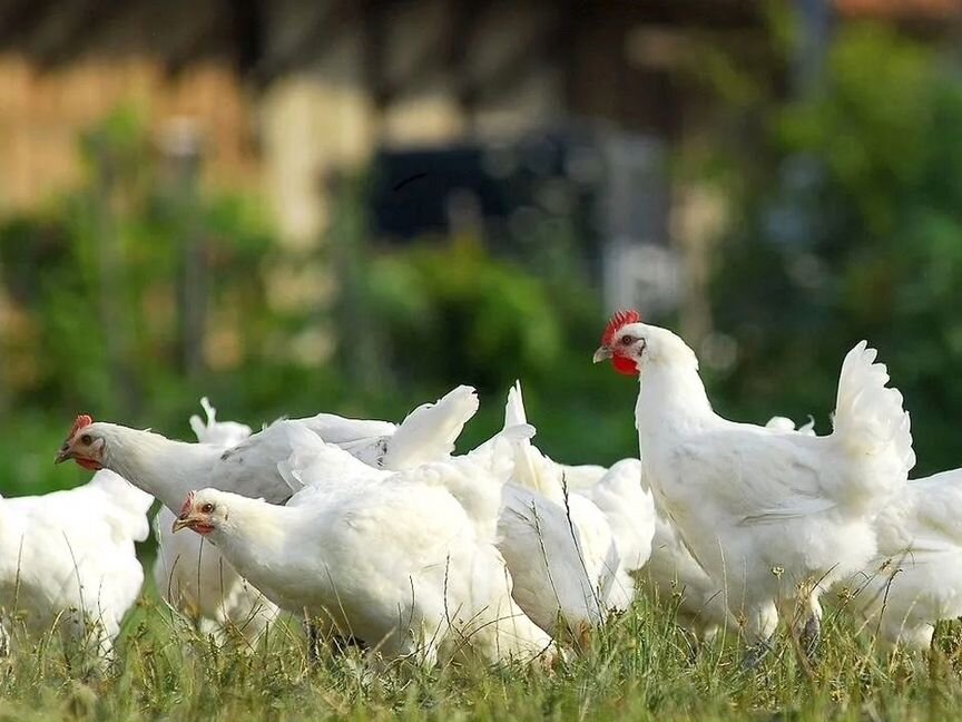 Куры несушки
