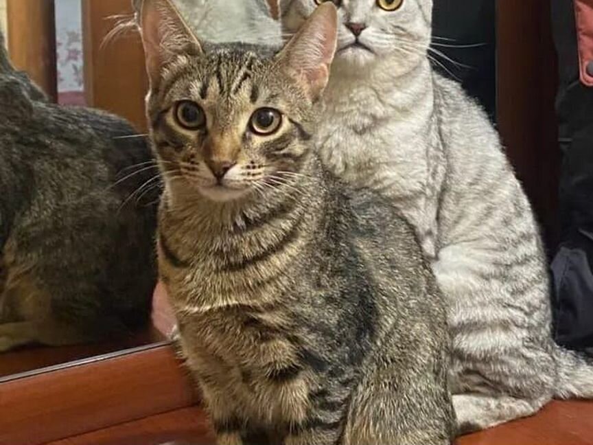 Котик