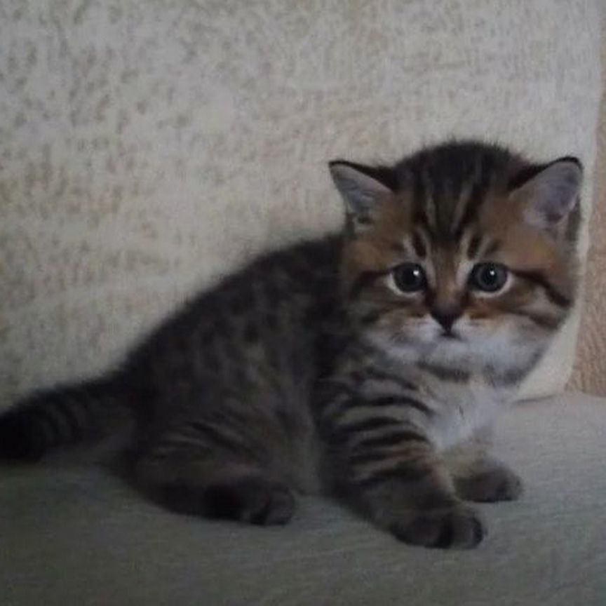 Шотландский прямоухий мальчик