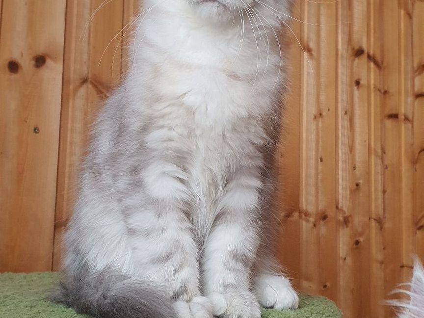 Котёнок мейн-кун