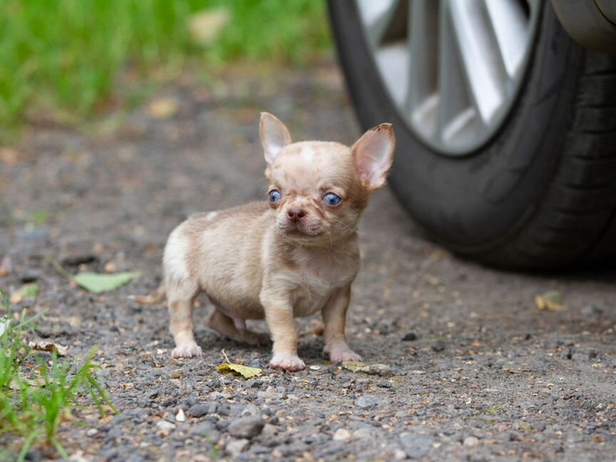 Малыш Микс. Мини мальчик чихуахуа