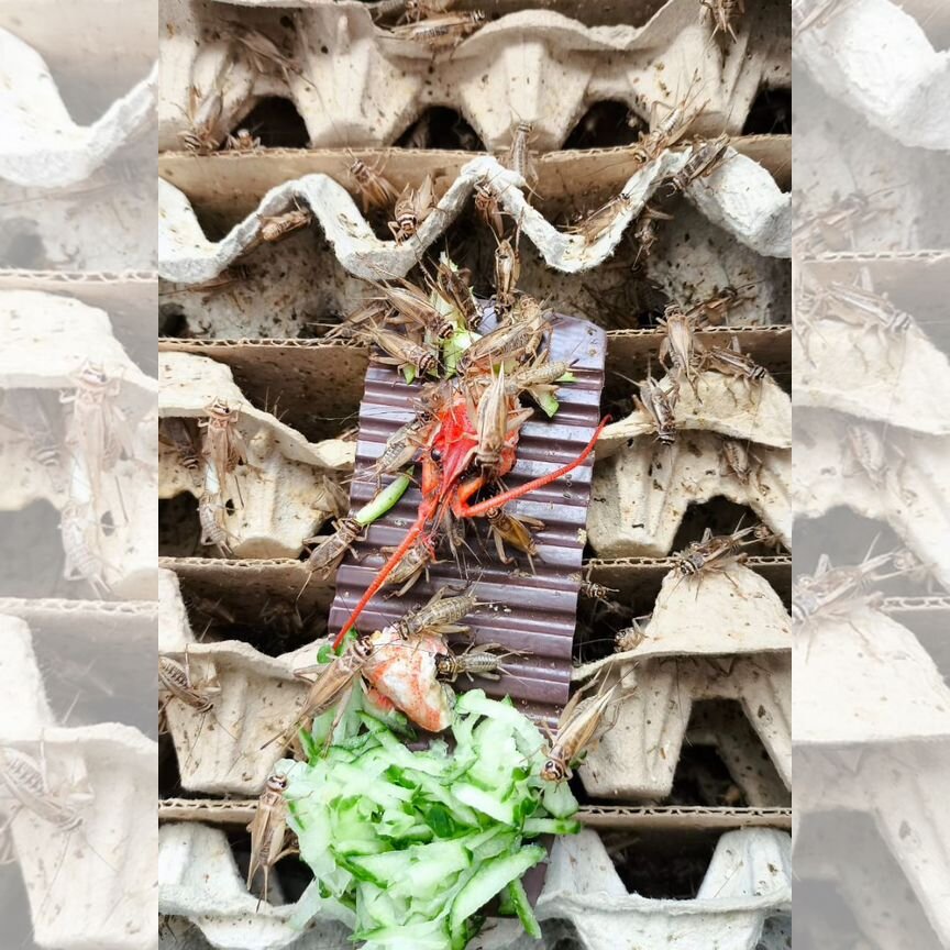 Сверчки живые кормовые