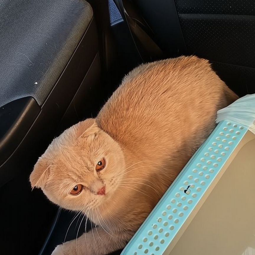 Шотландская вислоухая короткошёрстная, взрослая кошка