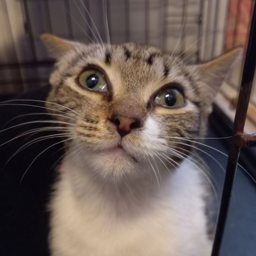 Котёнок удивительного окраса в добрые руки