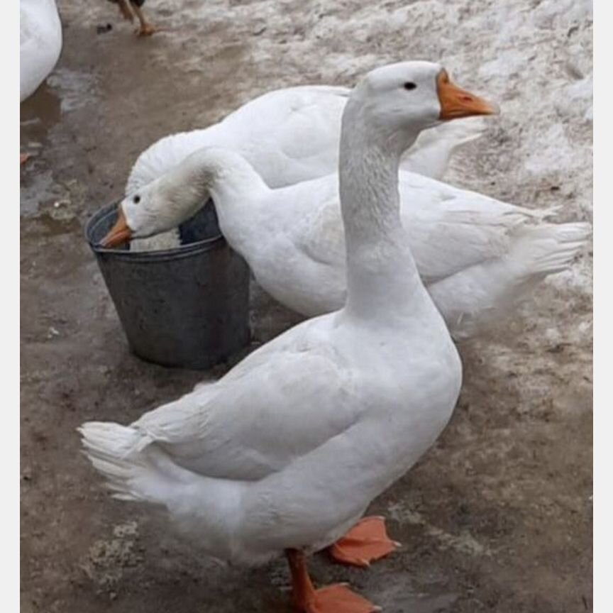 Продам гусей