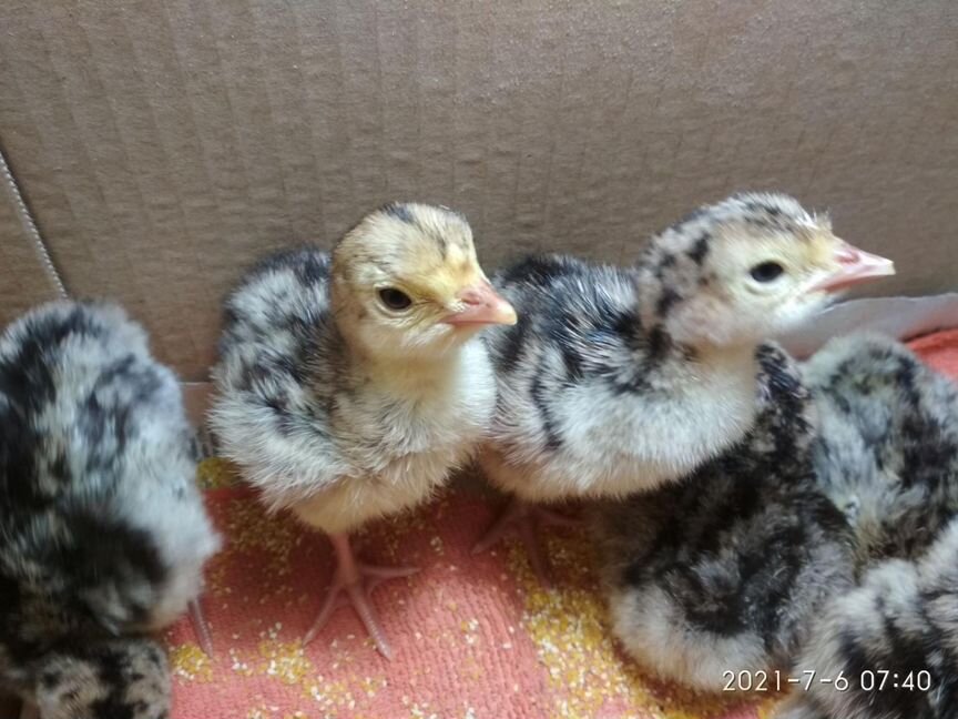 Индюшиное яйцо, индюшата