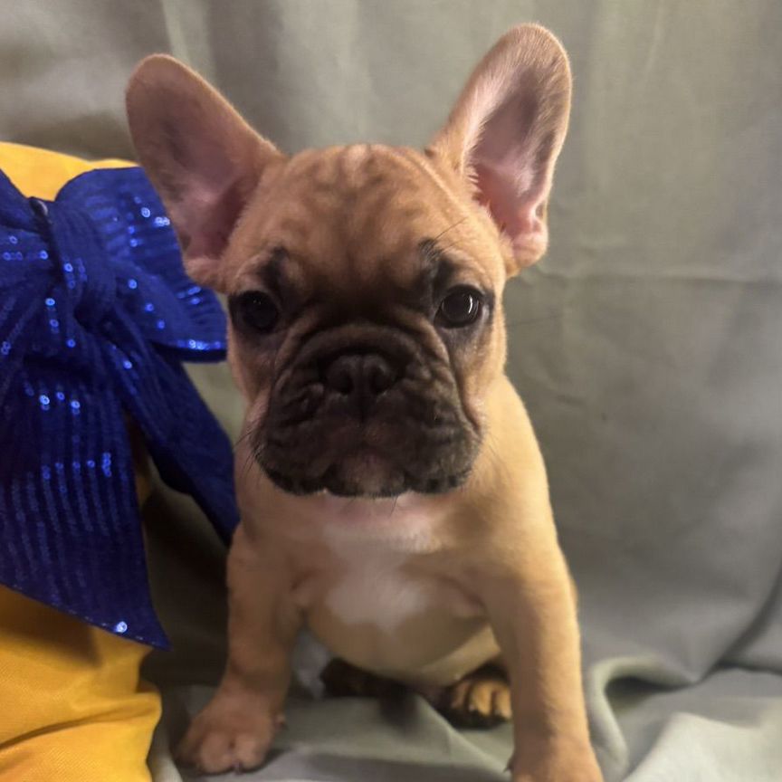 Французский бульдог, щенок