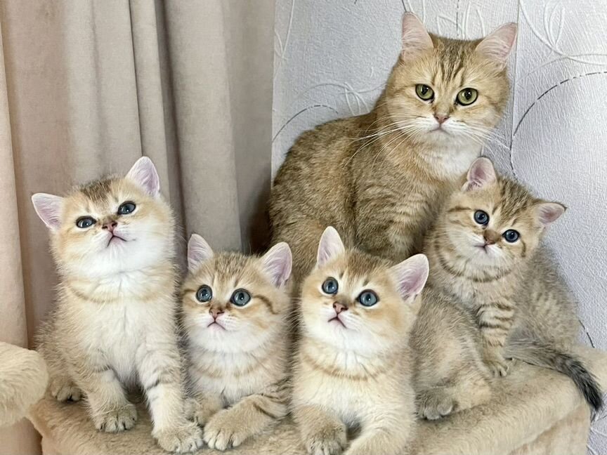 Британские котята золотая шиншилла