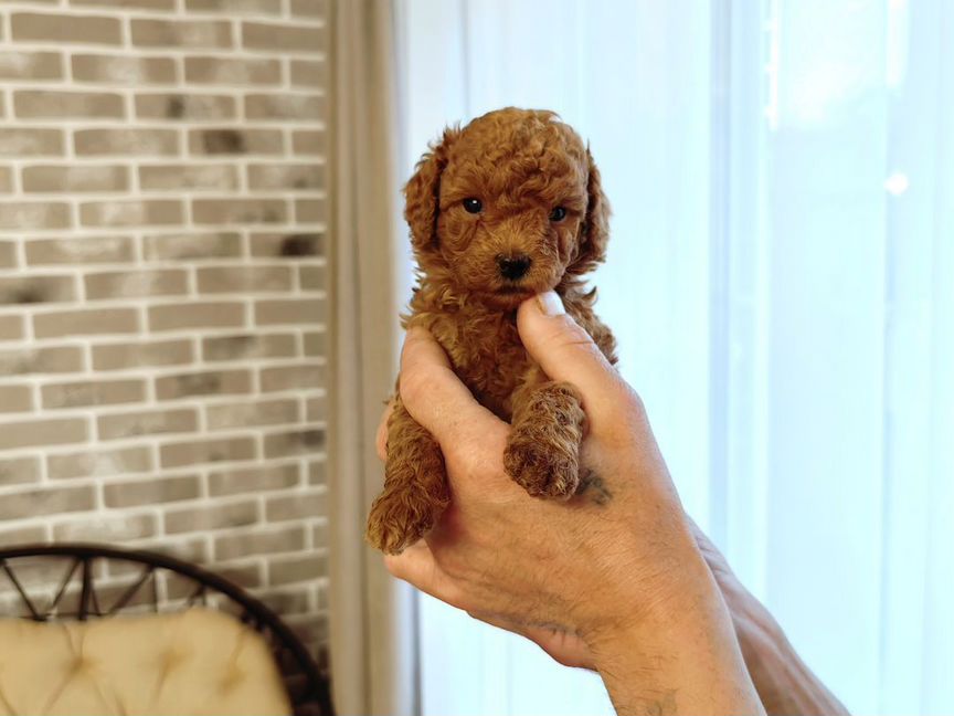 Той-пудель ред браун