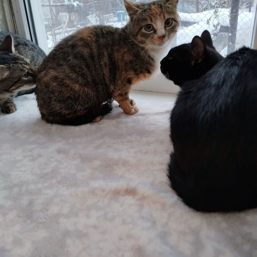 Котенок в добрые руки