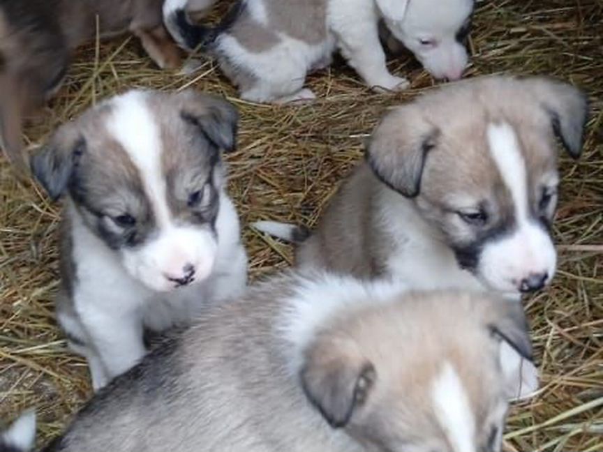 Собаки щенки