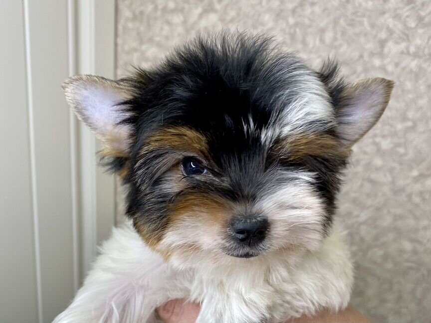 Щенки бивер йорка девочка