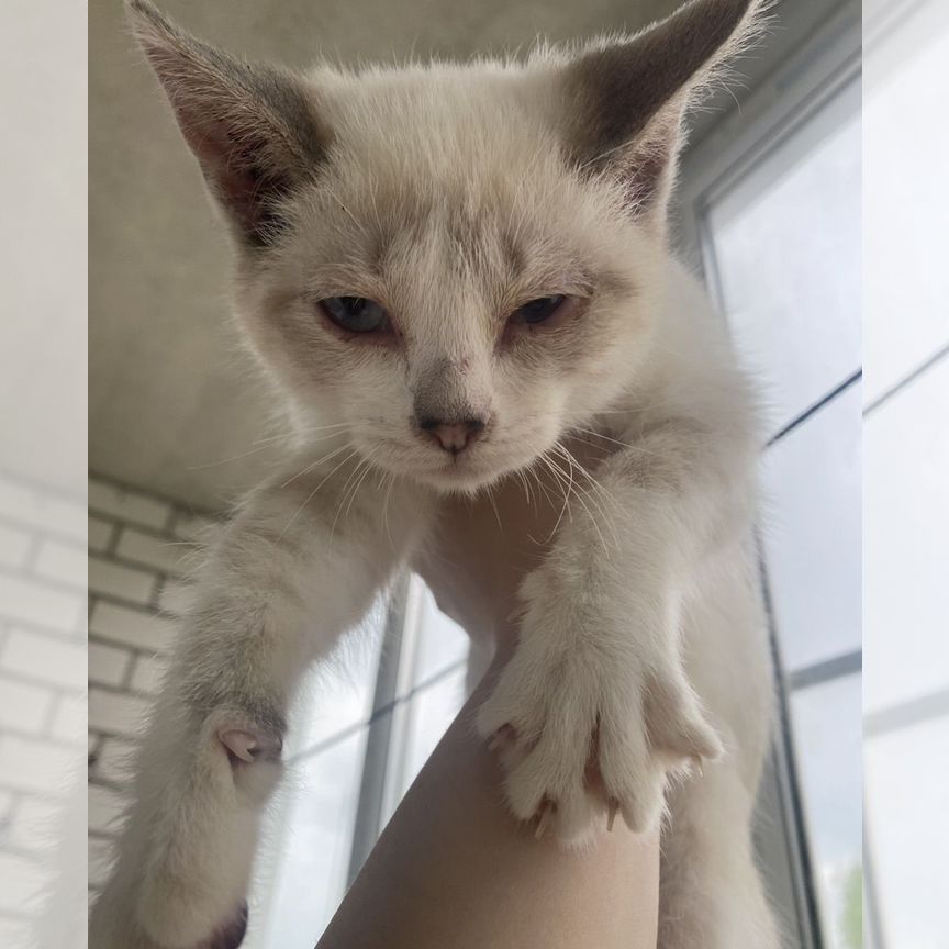 Сиамский котёнок