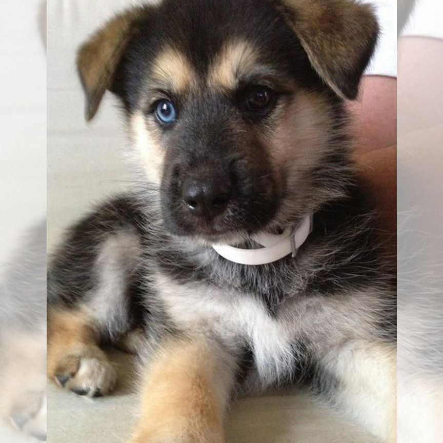 Немецкая овчарка, щенок