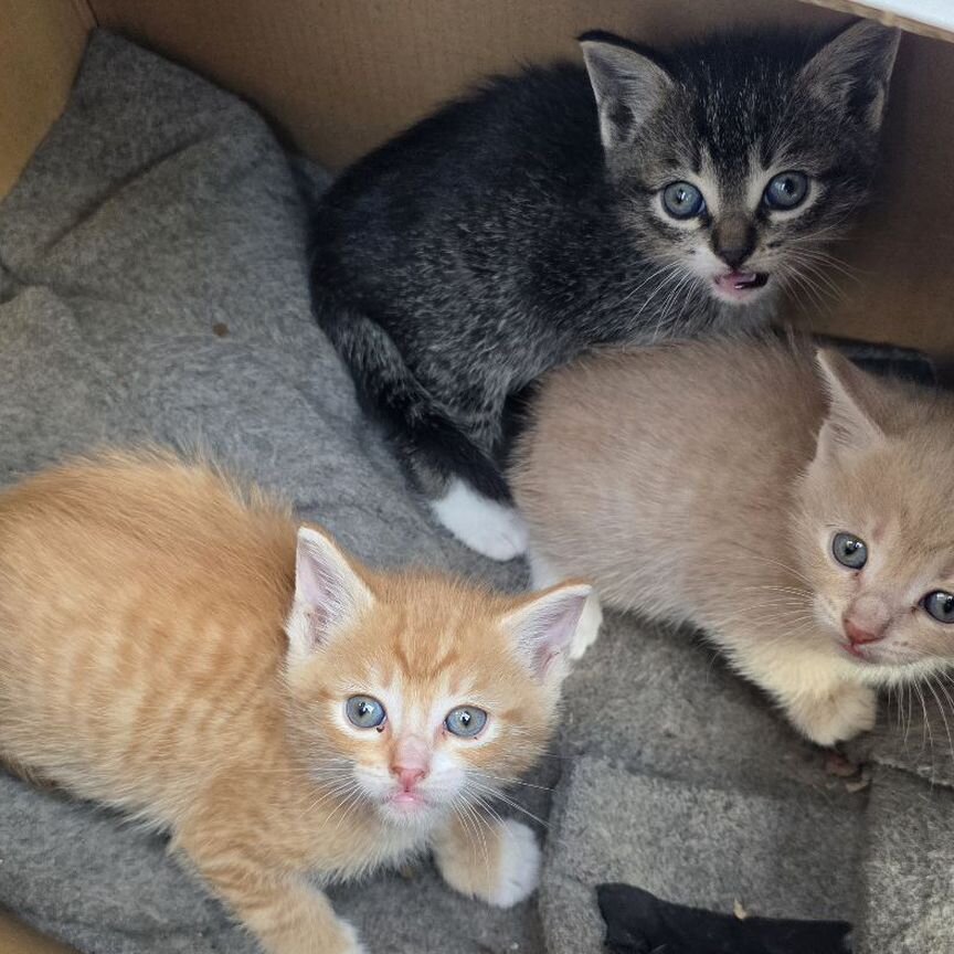Котёнок в добрые руки