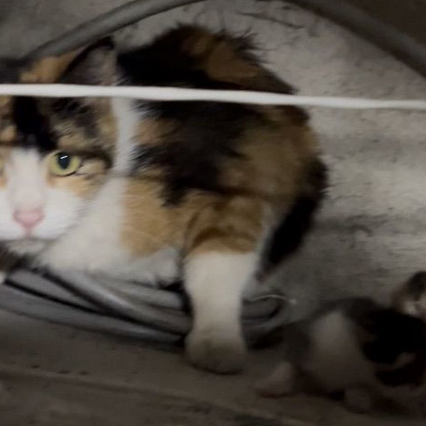 Котёнок в добрые руки