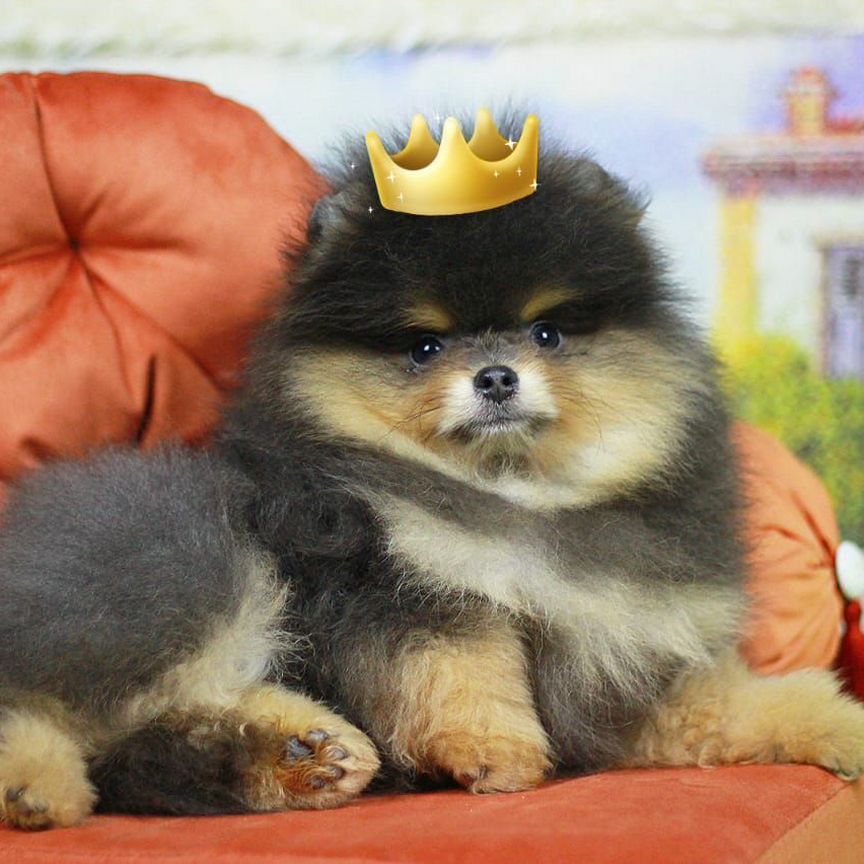 Голубые с подпалом мальчик и девочки