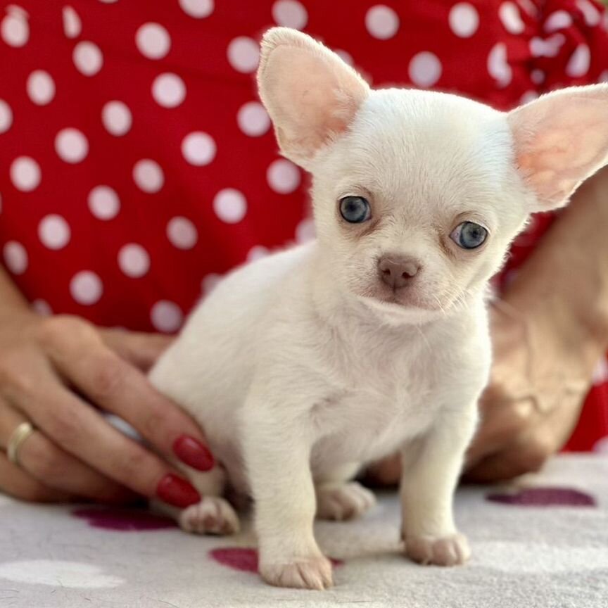 Чихуахуа девочка лиловый носик