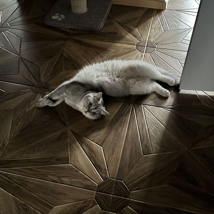 Британская шиншилла кот