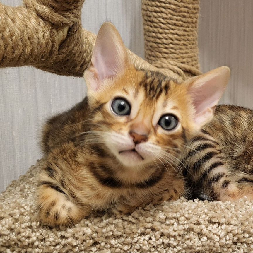 Бенгальская