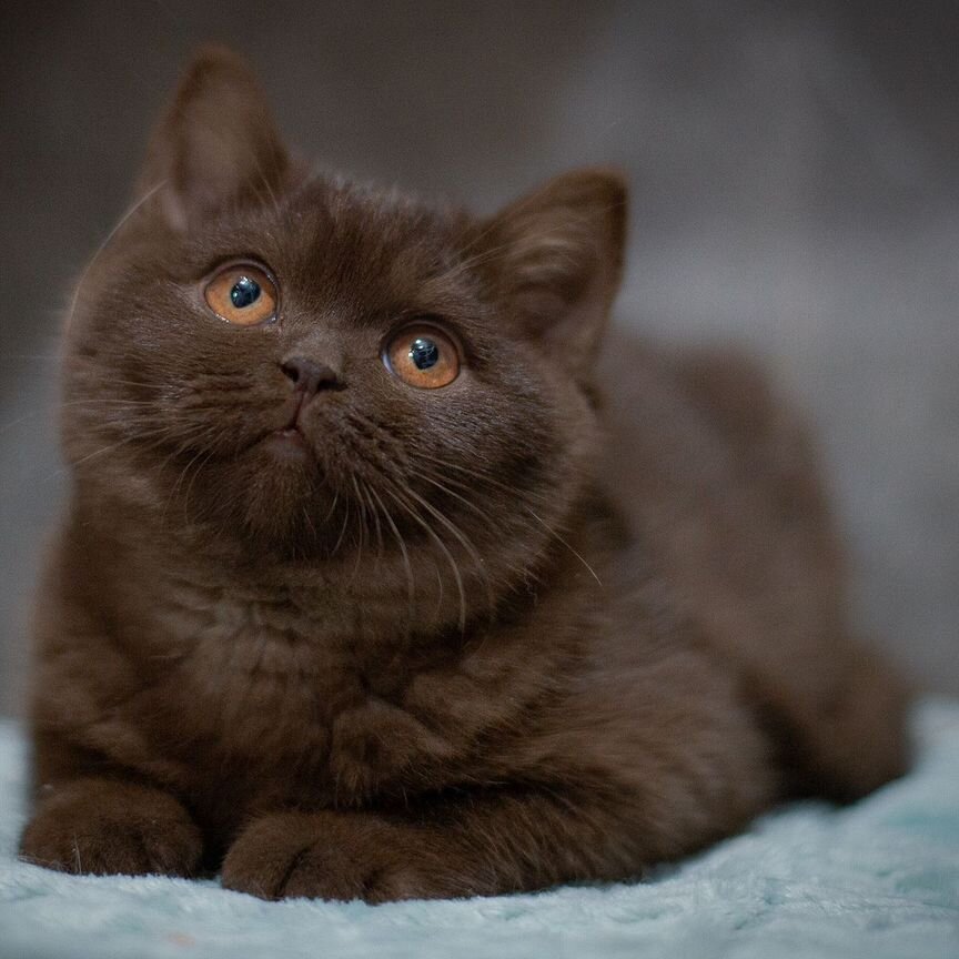 Британский короткошёрстный котёнок
