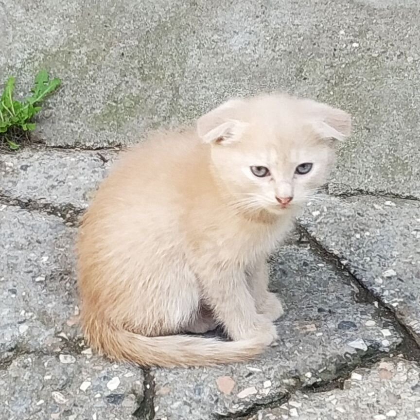 Котята в добрые руки мальчики