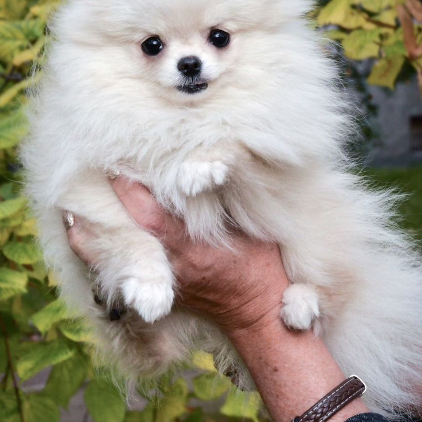 Миниатюрная девочка